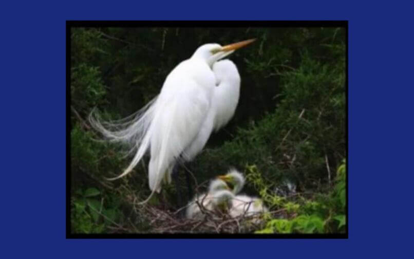 COA Senior Earns 2nd Place in National K12 Art Competition - Carolus ...